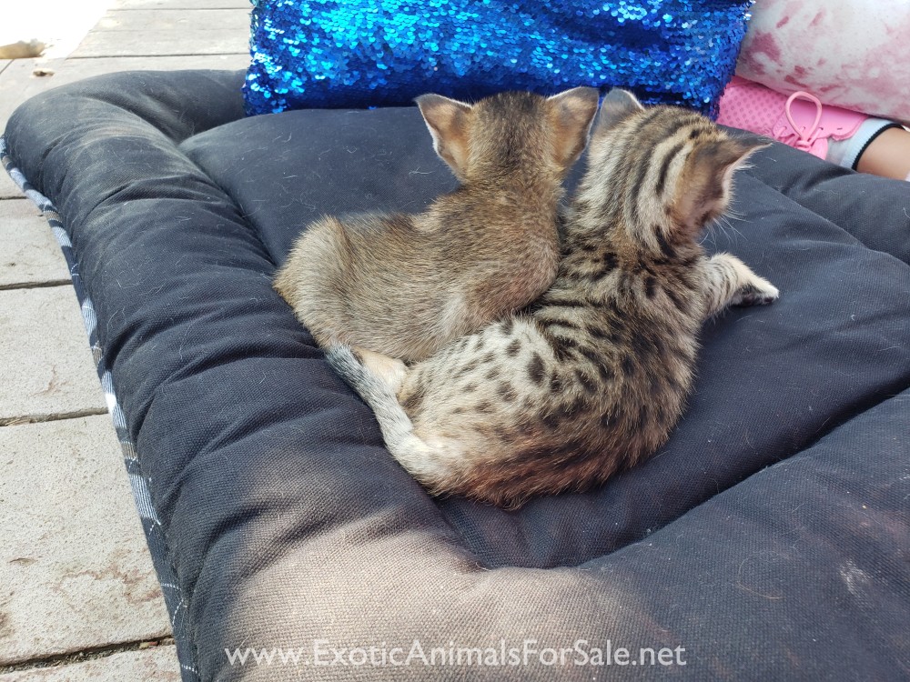 Savannah/ Jungle cat/ Chausie hybrids f3 for Sale