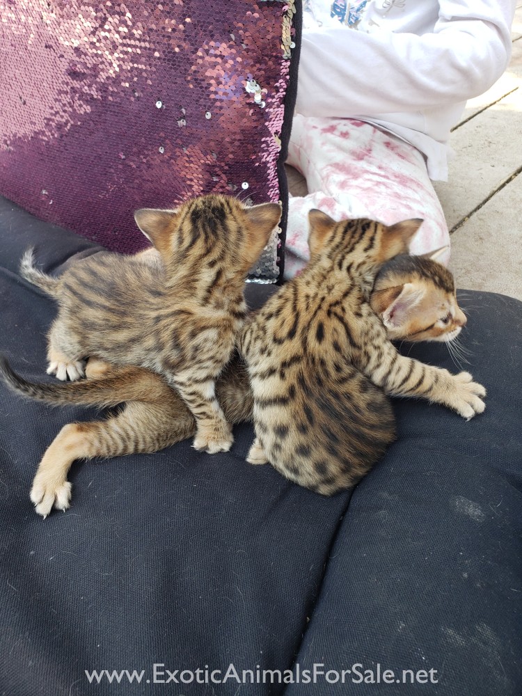 Savannah/ Jungle cat/ Chausie hybrids f3 for Sale