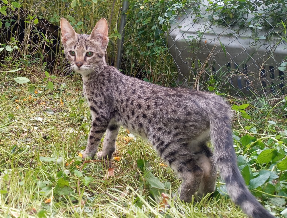 Beautiful F2 Savannah kittens for Sale