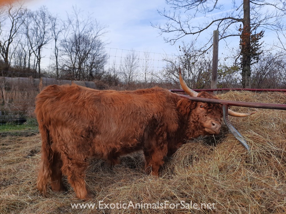 Mini highlander bull for Sale