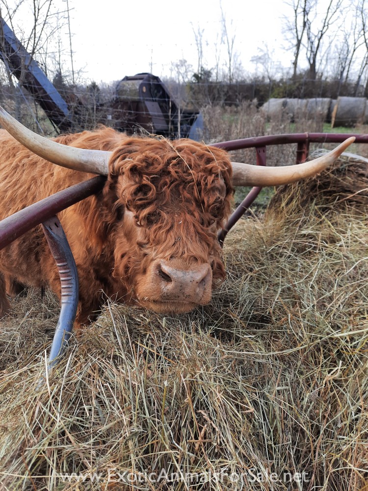 Mini highlander bull for Sale