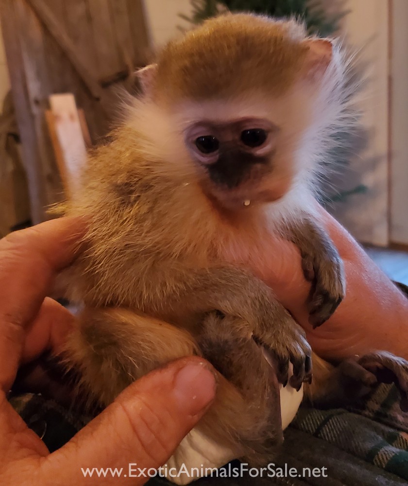 Grivet male for Sale