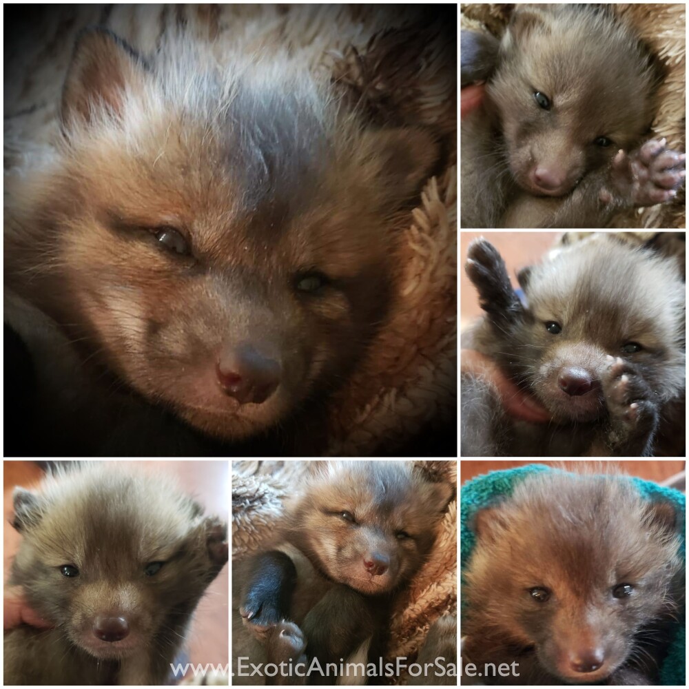 Red Fox Kits for Sale