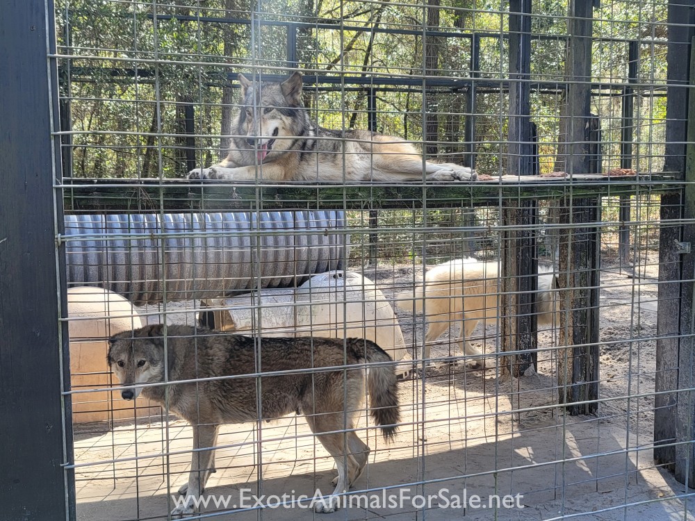 Arctic and timber wolves for Sale
