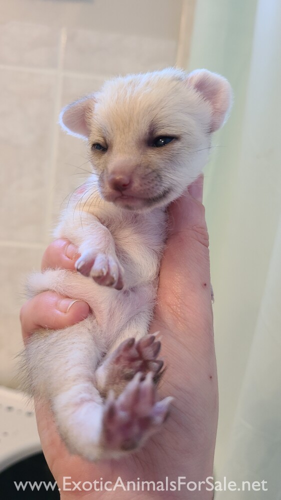 Fennec Fox Babies, Kits for Sale