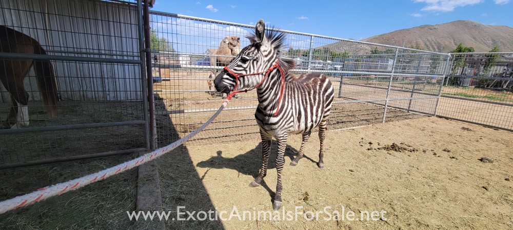 Zebra colt for Sale