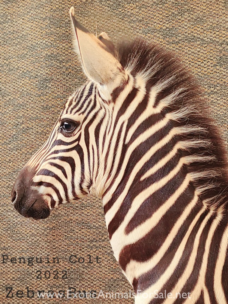 Grant Zebra Colt for Sale