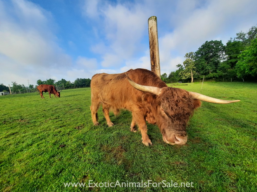 Mini highlander bull for Sale