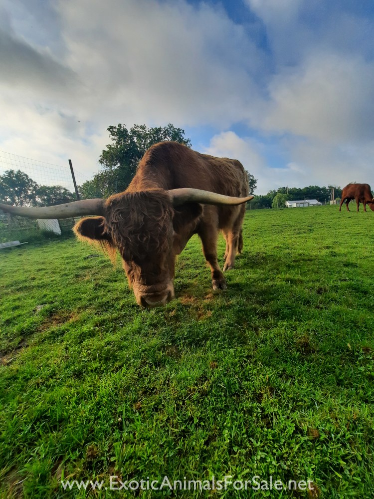 Mini highlander bull for Sale