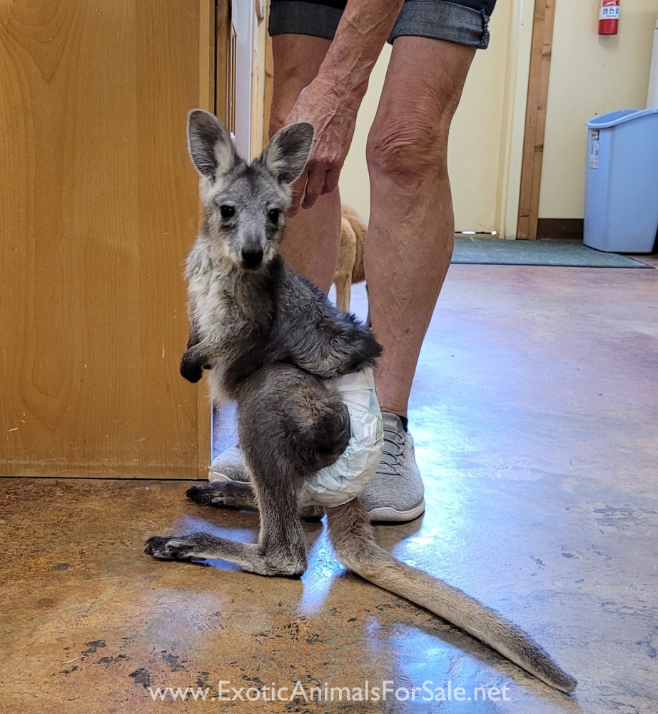 Wallaroo, neutered male for Sale