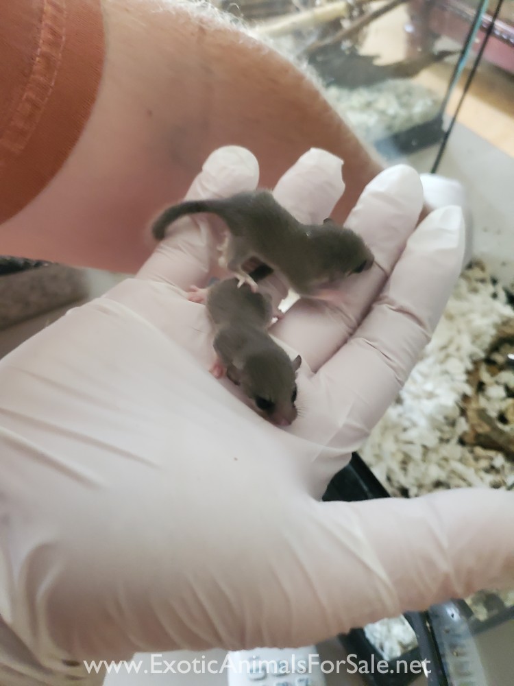 A.P.D. Micro Squirrels for Sale