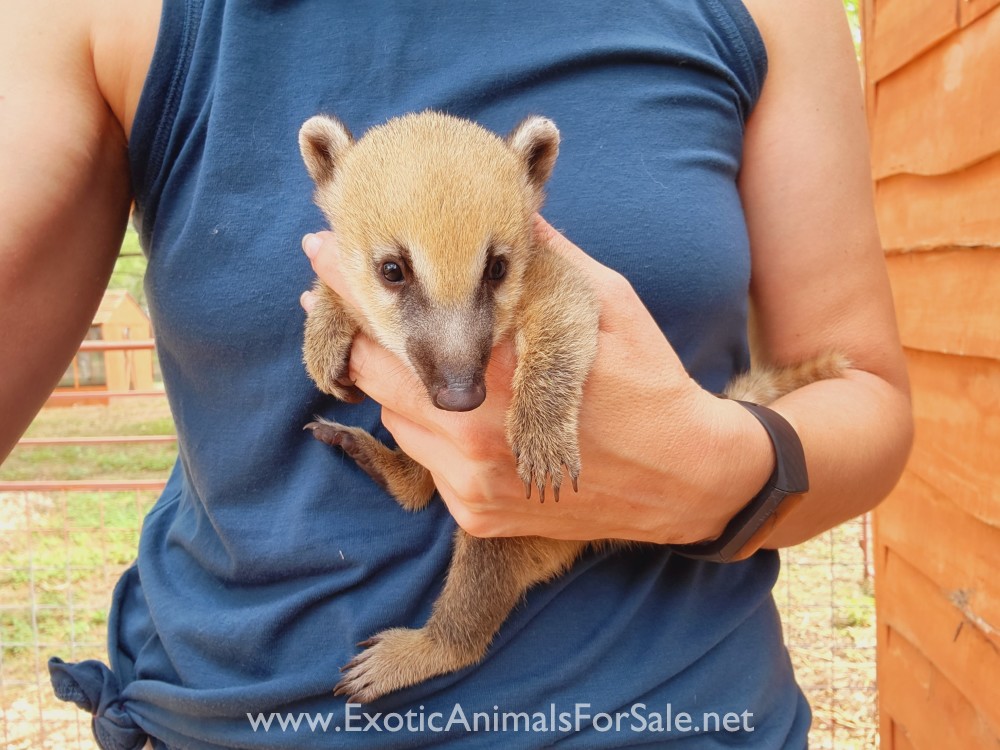 Coatimundi For Sale