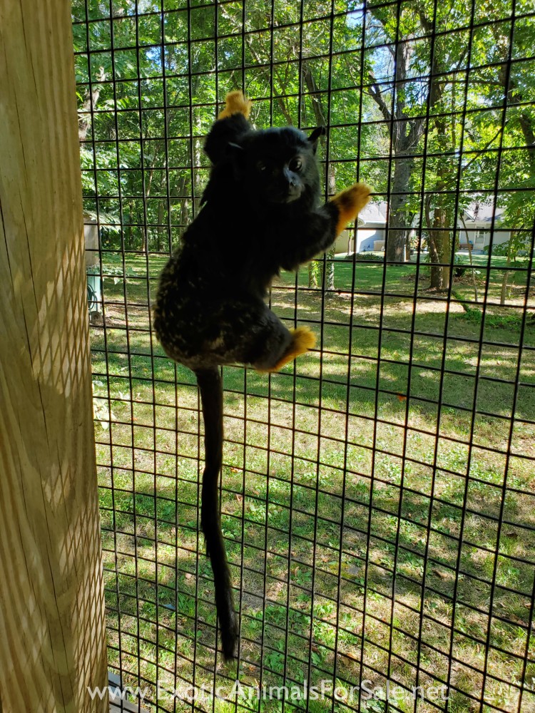 Red handed tamarin monkey for Sale