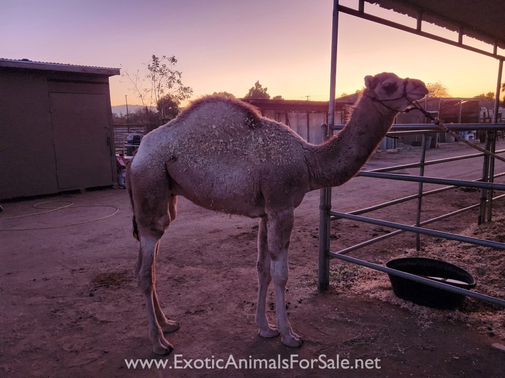 Young Bull camel for Sale