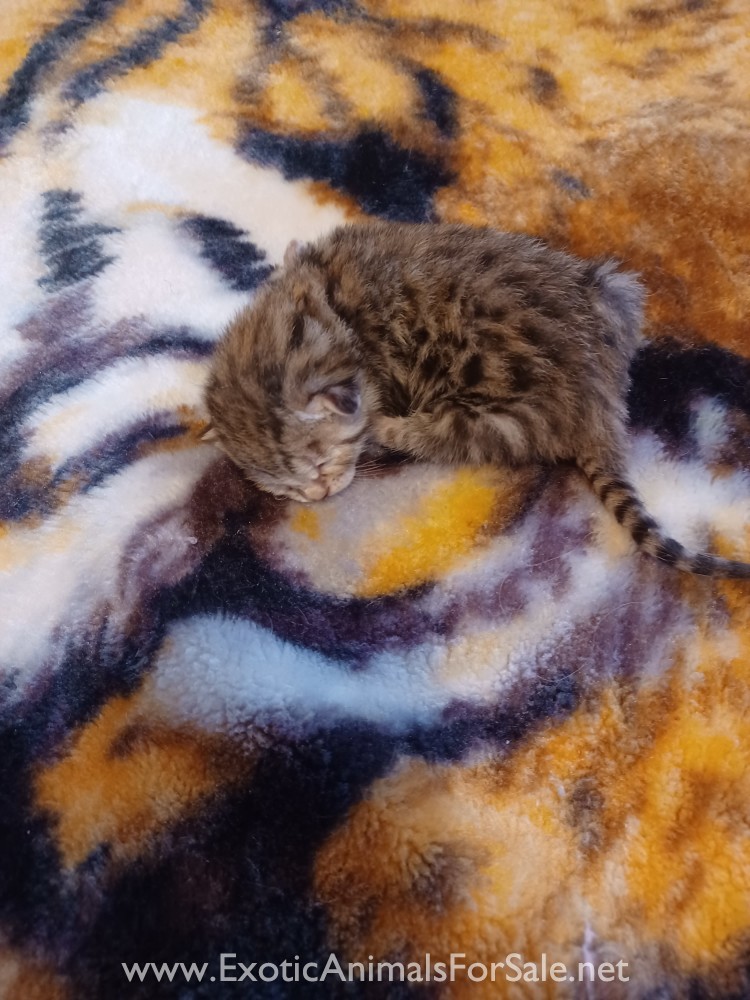 Savannah/Safari mix for Sale