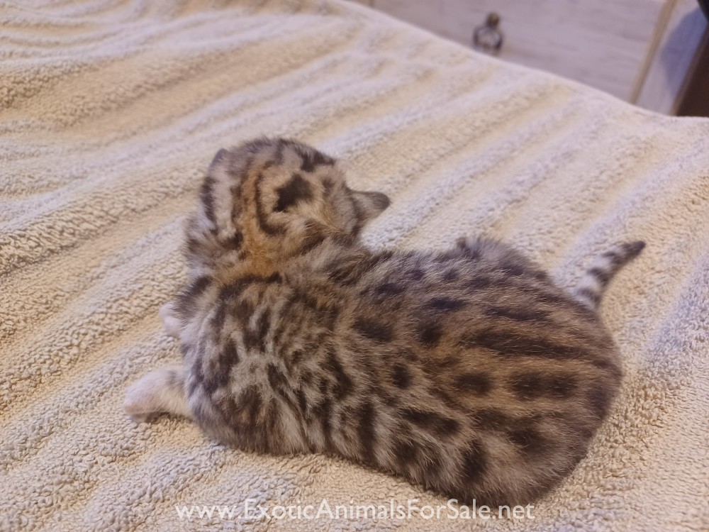 Savannah/Safari mix for Sale