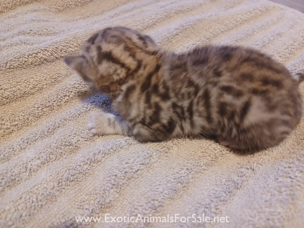 Savannah/Safari mix for Sale
