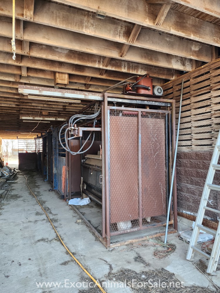 Elk Squeeze Chute for Sale