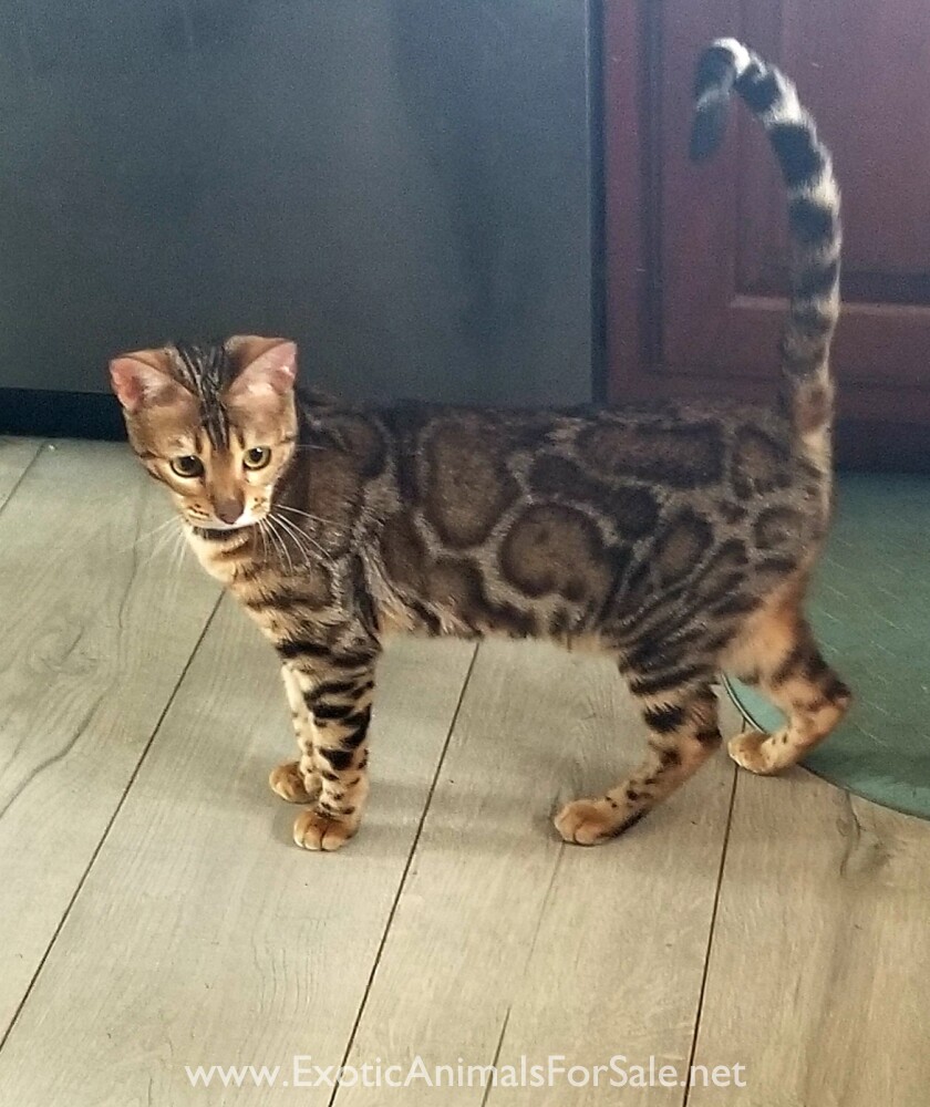 Brown rosetted female bengal for Sale