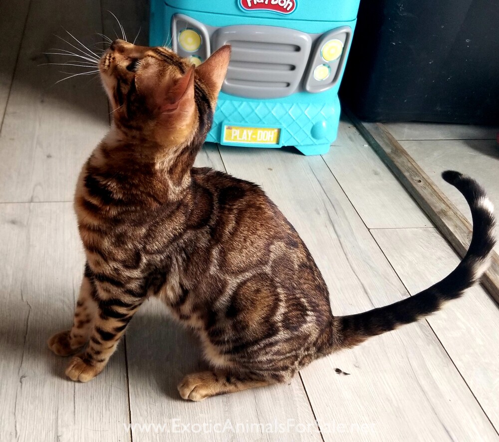 Brown rosetted female bengal for Sale