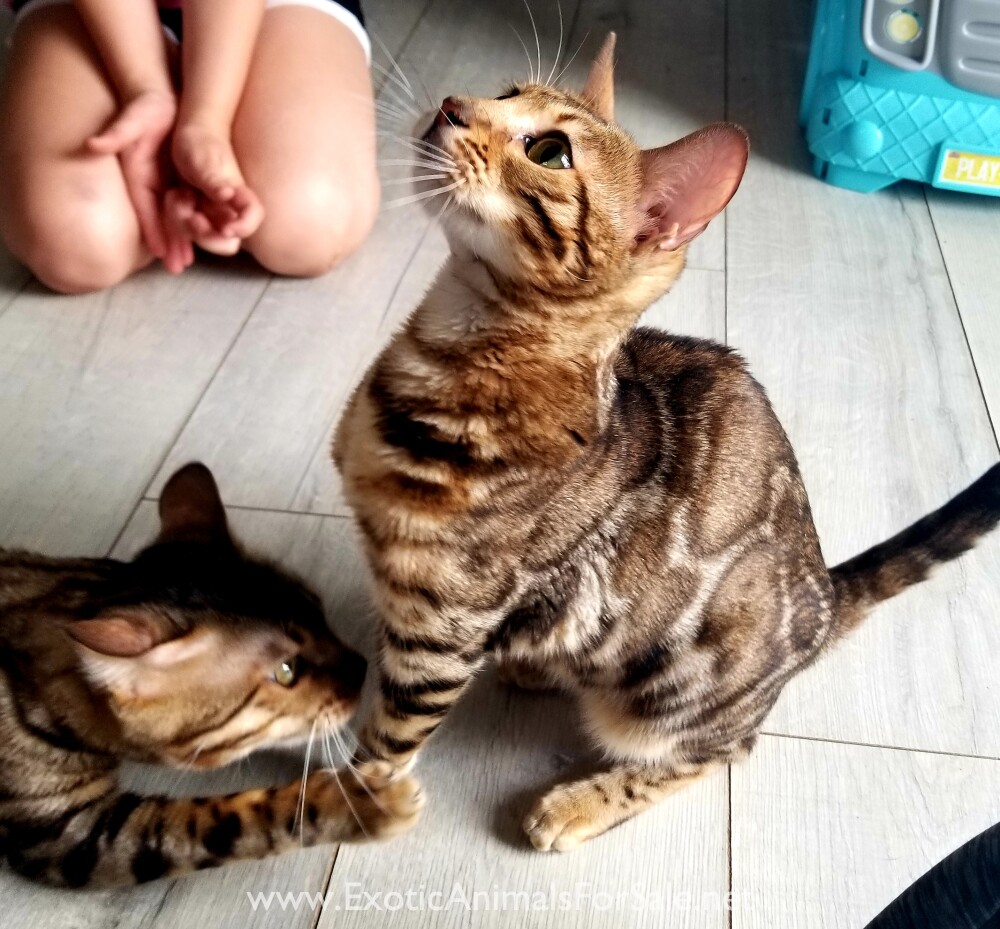 Brown rosetted female bengal for Sale