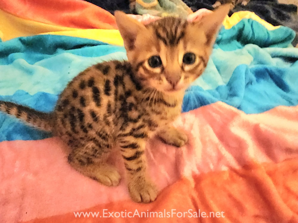 Servals For Sale