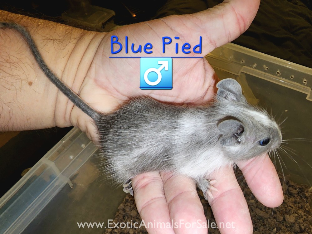 Degu For Sale