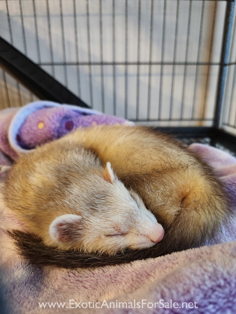 Ferret for Sale