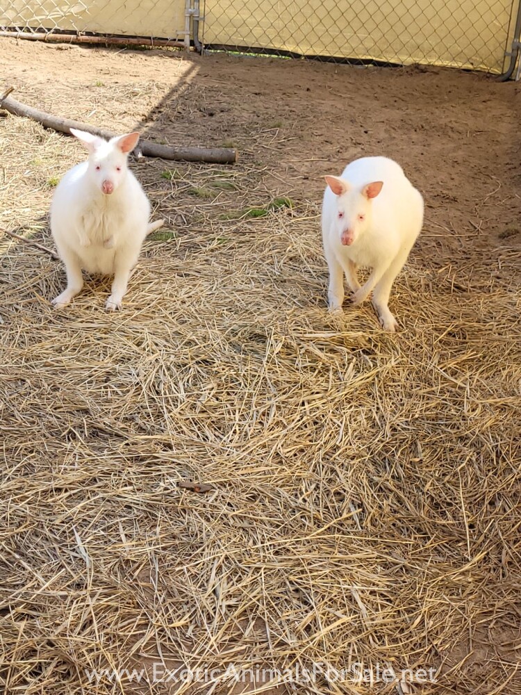 Wallabies for Sale
