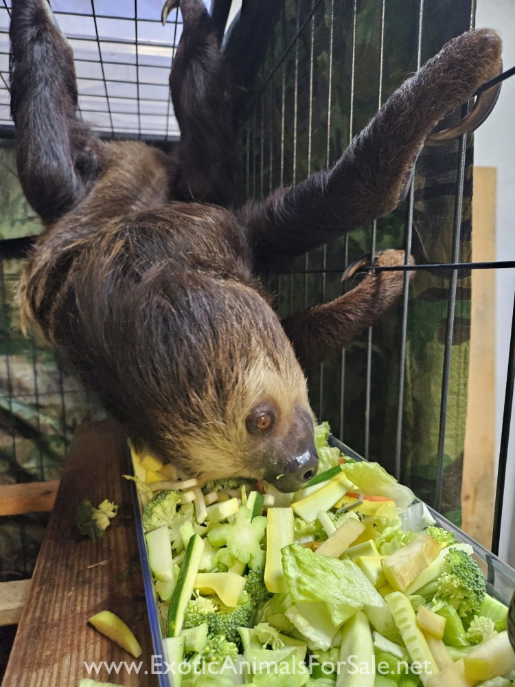 Sloths For Sale