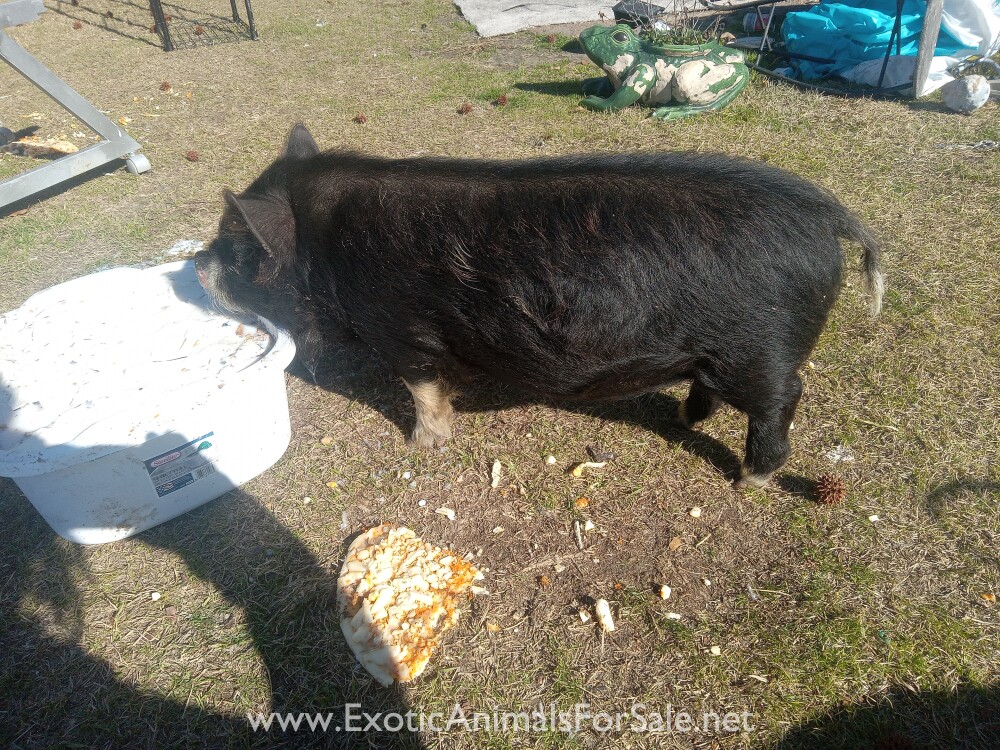 Miniature Pot Belly Pig for Sale