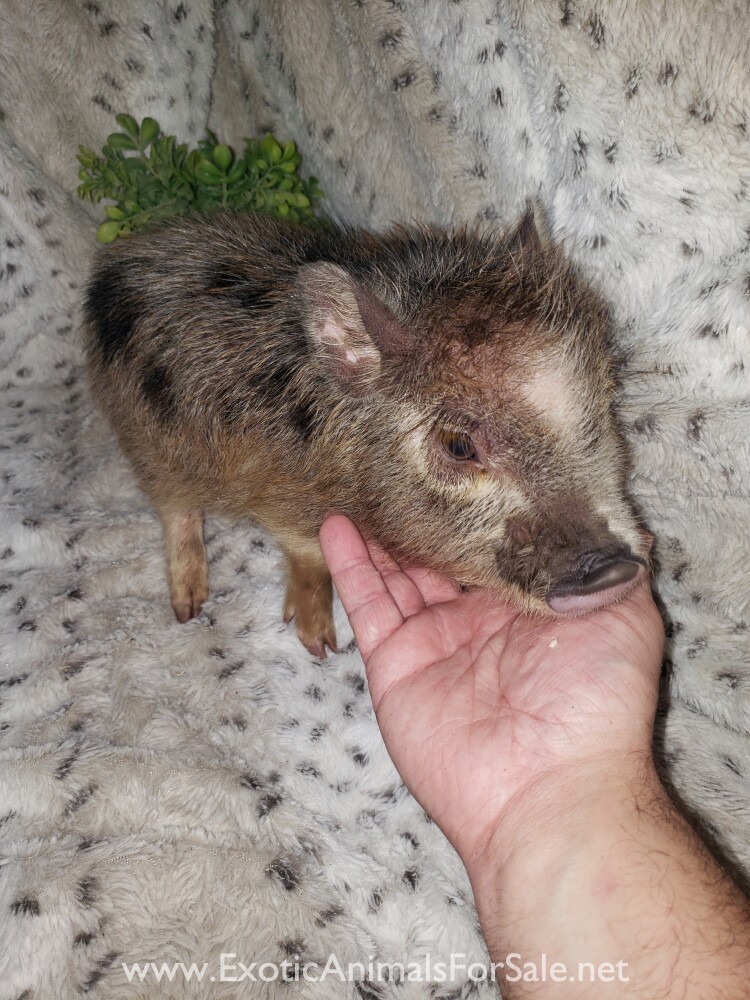 Mini kune kunes 5 months old for Sale