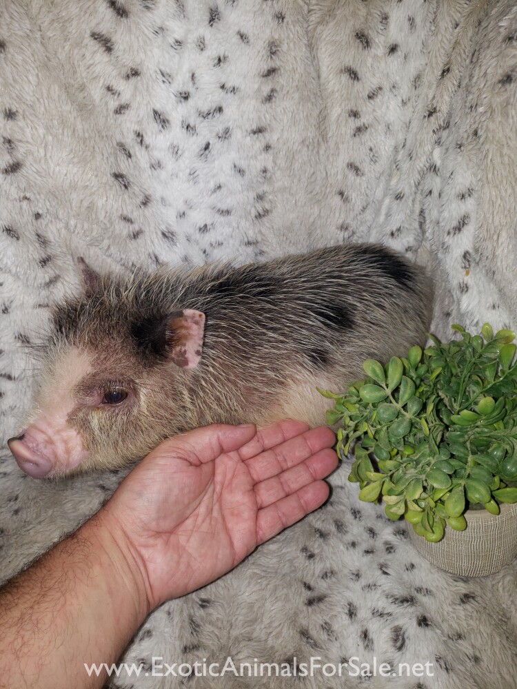 Mini kune kunes 5 months old for Sale