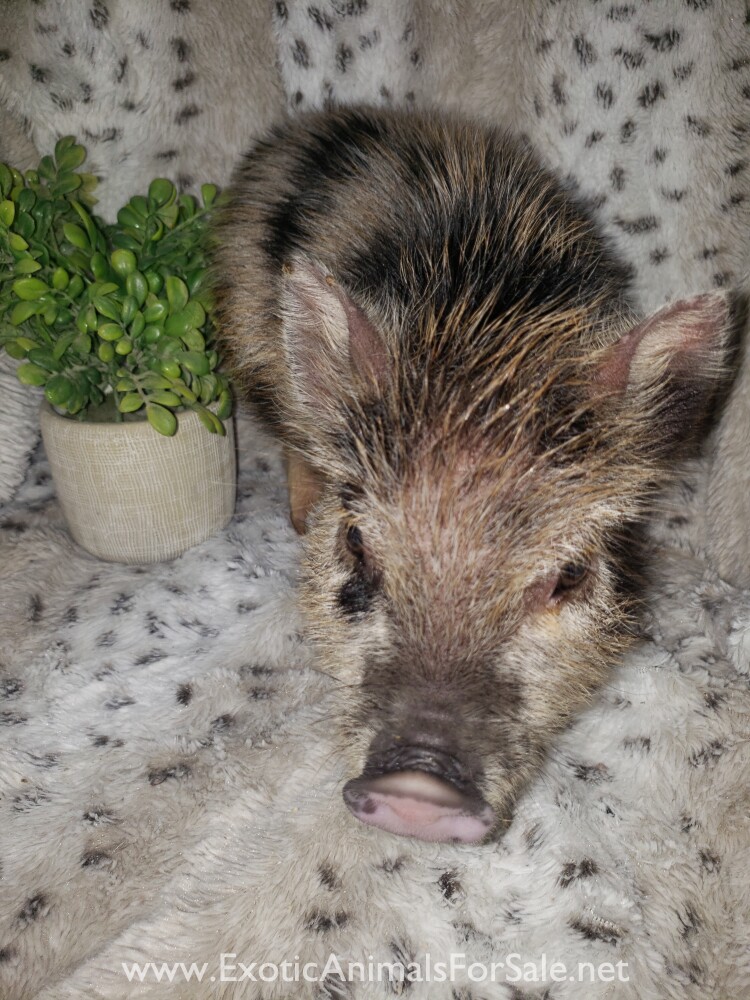 Mini kune kunes 5 months old for Sale
