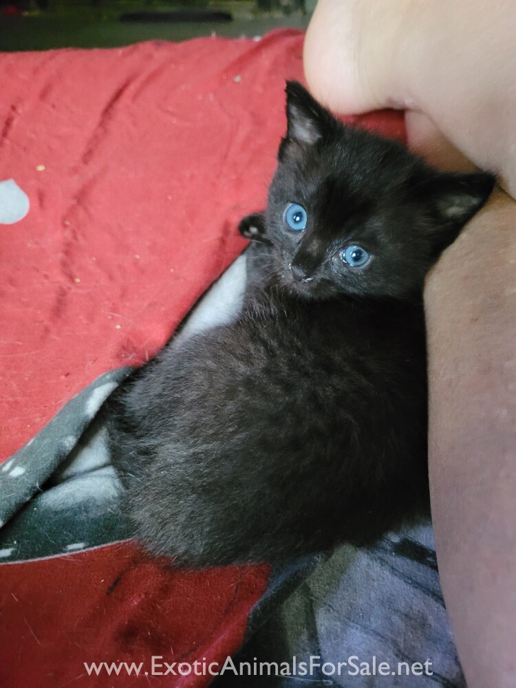 Serval sphynx for Sale