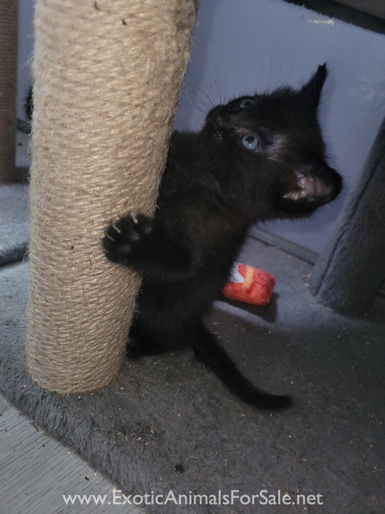 Serval sphynx for Sale