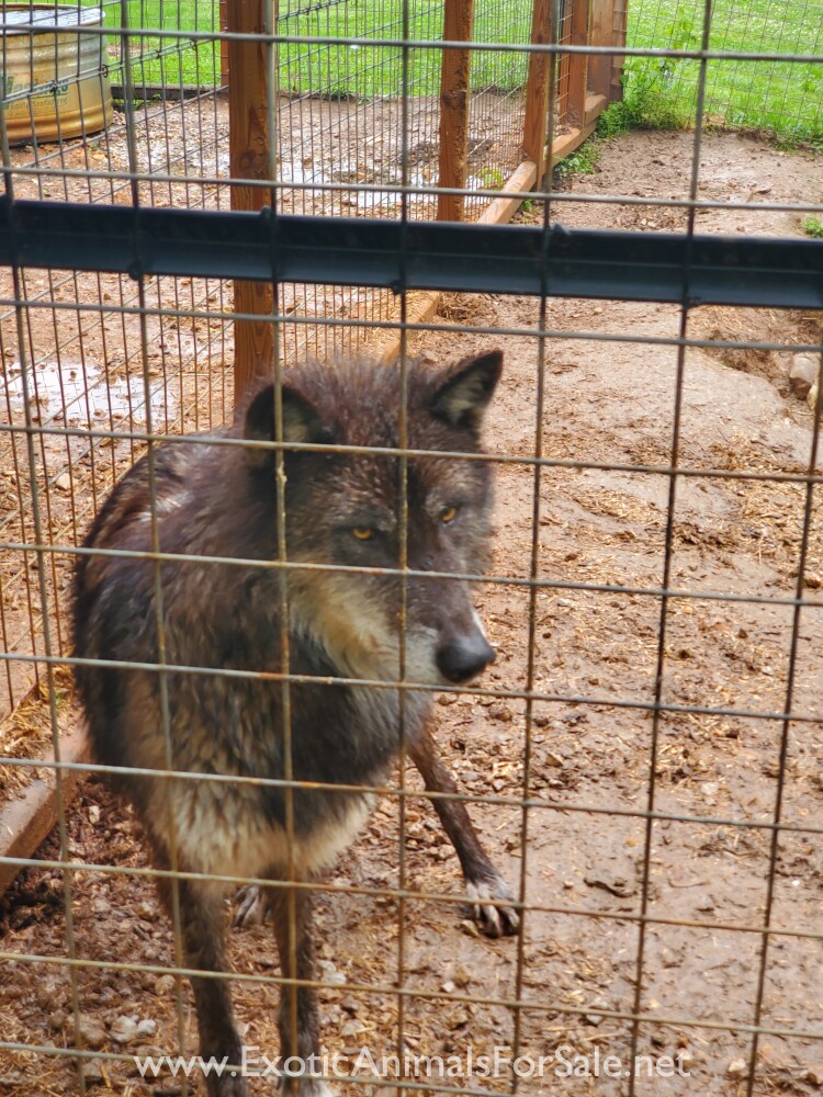 Grey/Tundra Wolf pups for sale for Sale