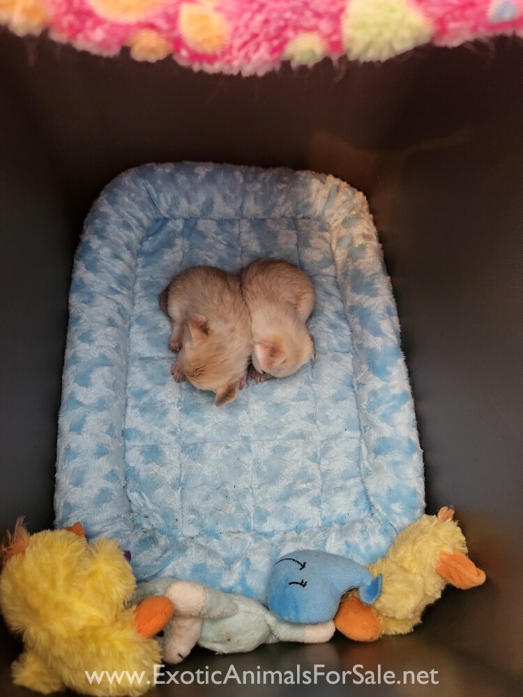 Fennec Fox Babies, Kits for Sale