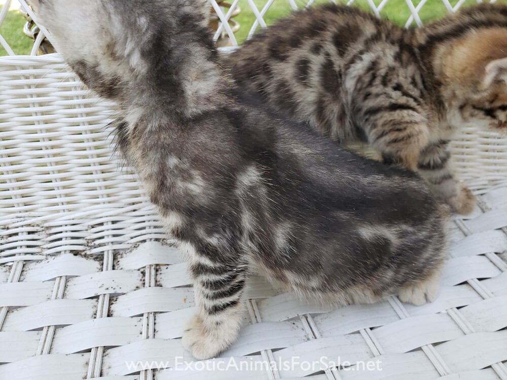 mom is a f2 bengal, dad is a Maine coon/ highlander mix for Sale