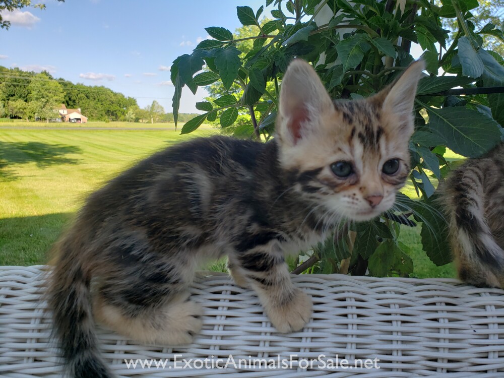 mom is a f2 bengal, dad is a Maine coon/ highlander mix for Sale