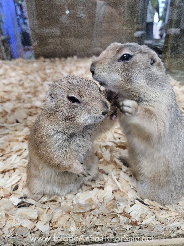 Prairie Dogs For Sale