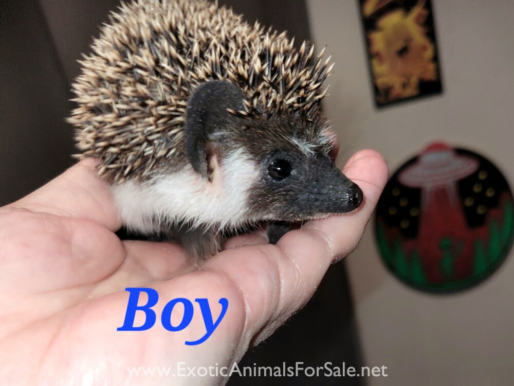 Hedgehog babies for Sale