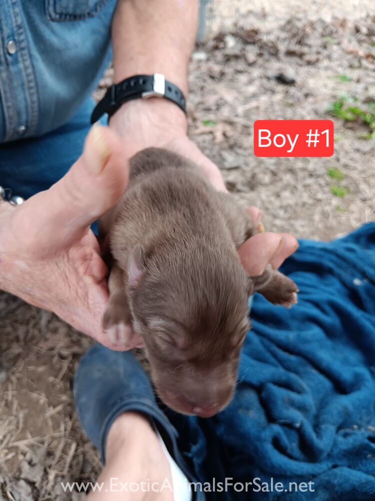 Wolf hybrids for Sale