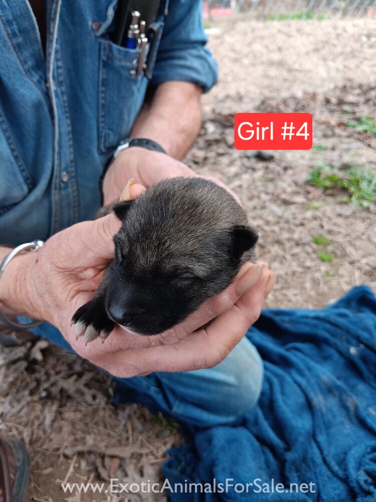 Wolf hybrids for Sale