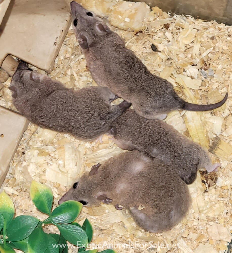 Brazilian Short tail opossums for Sale