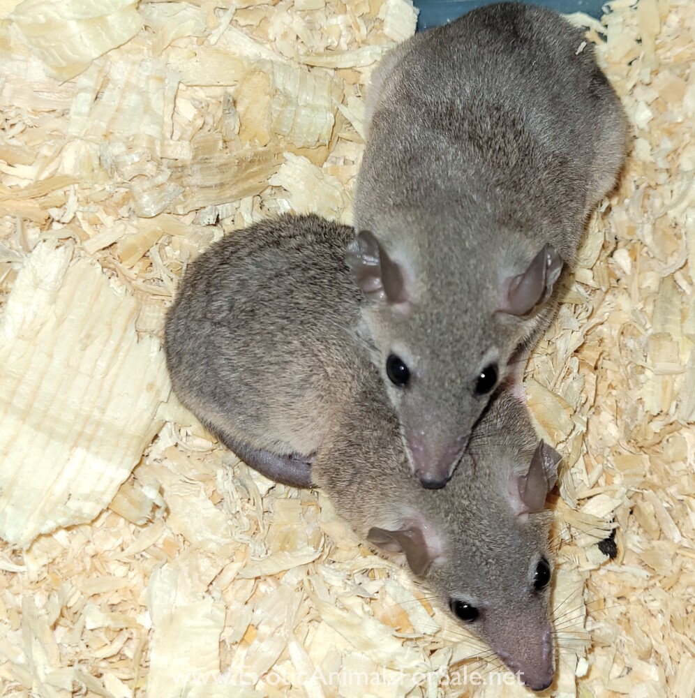 Brazilian Short tail opossums for Sale