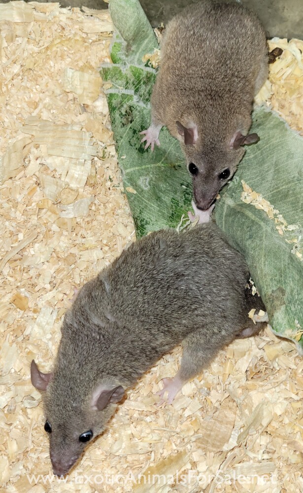 Brazilian Short tail opossums for Sale