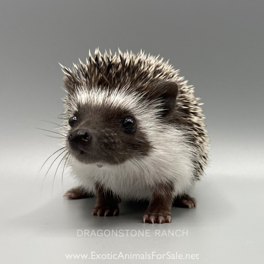 Baby Hedgehogs for Sale