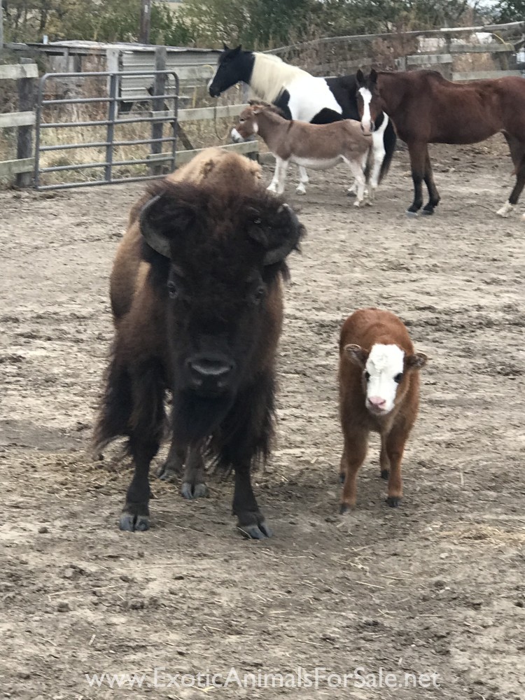Bison Miniature Hereford Hybrid for Sale