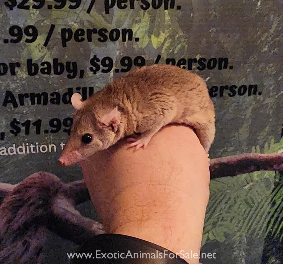 Pocket Possum! for Sale